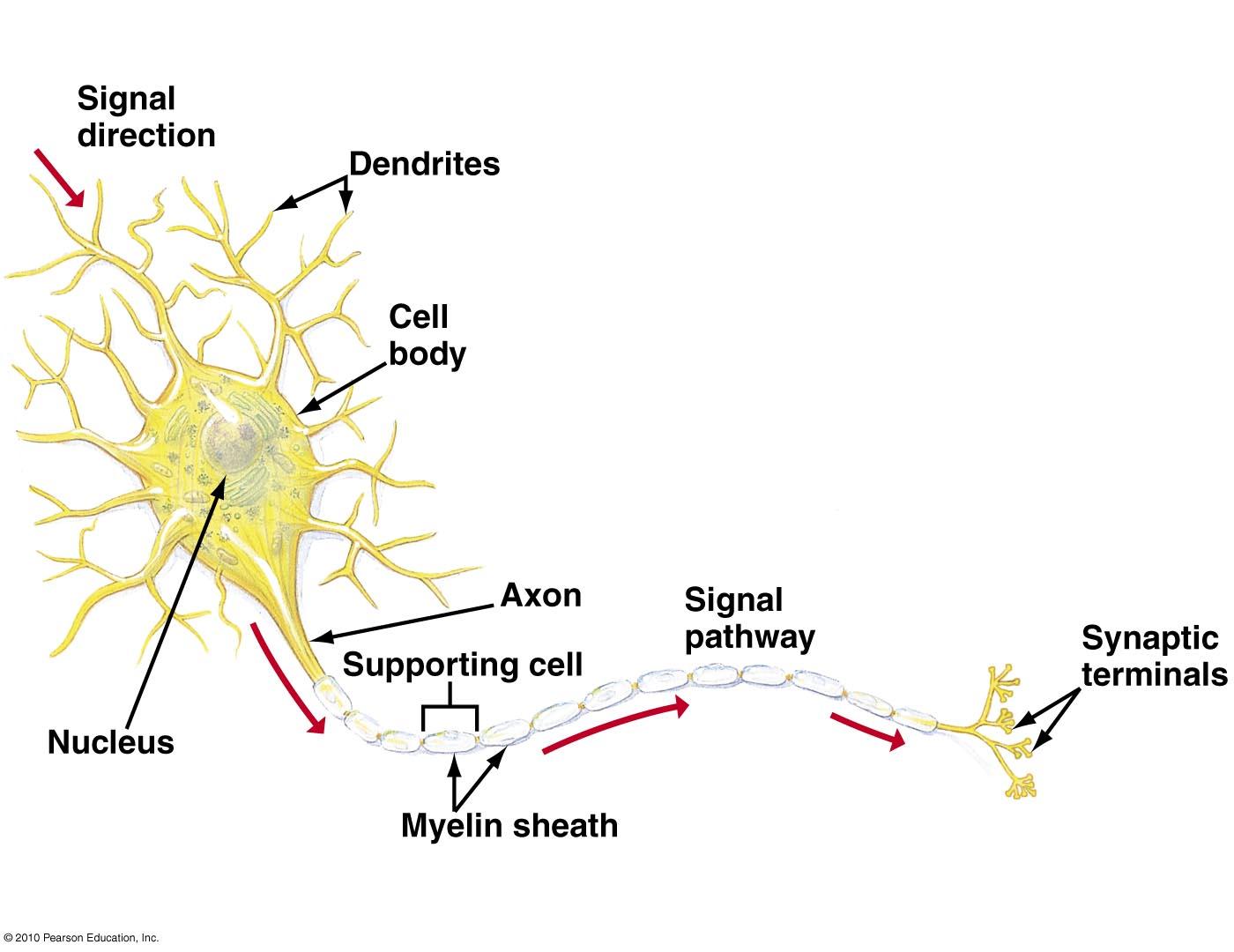 Rosetta Molecular Neuroscience Course Part 1 – Research Rationalized